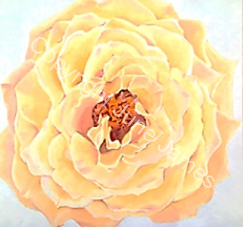 Rose – June James | Taunton Art Group